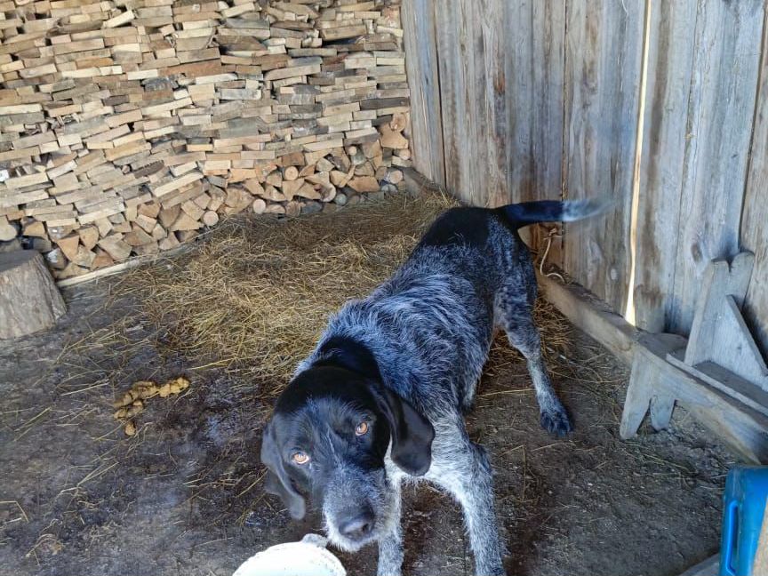 Охотничья собака