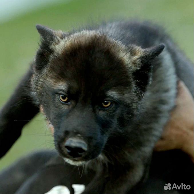 Черный вольфхунд