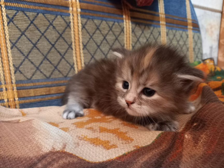 Котята мейн-кун