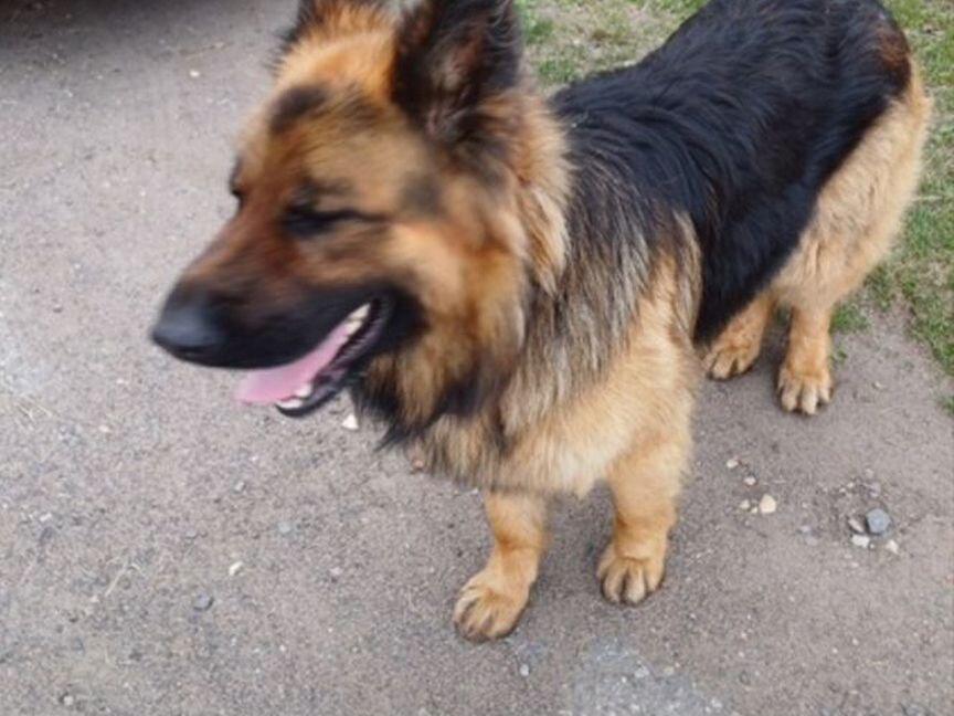 В Волхове пропадает шикарный овчар, мальчик