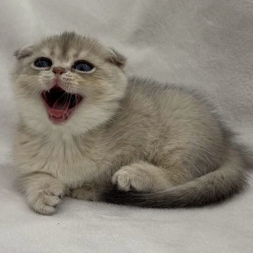 Шотландский вислоухий короткошёрстный котёнок