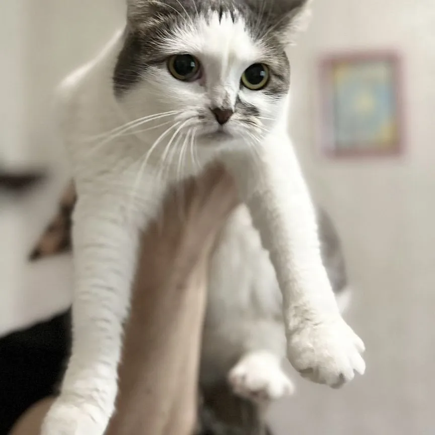 Няша ждёт хозяина