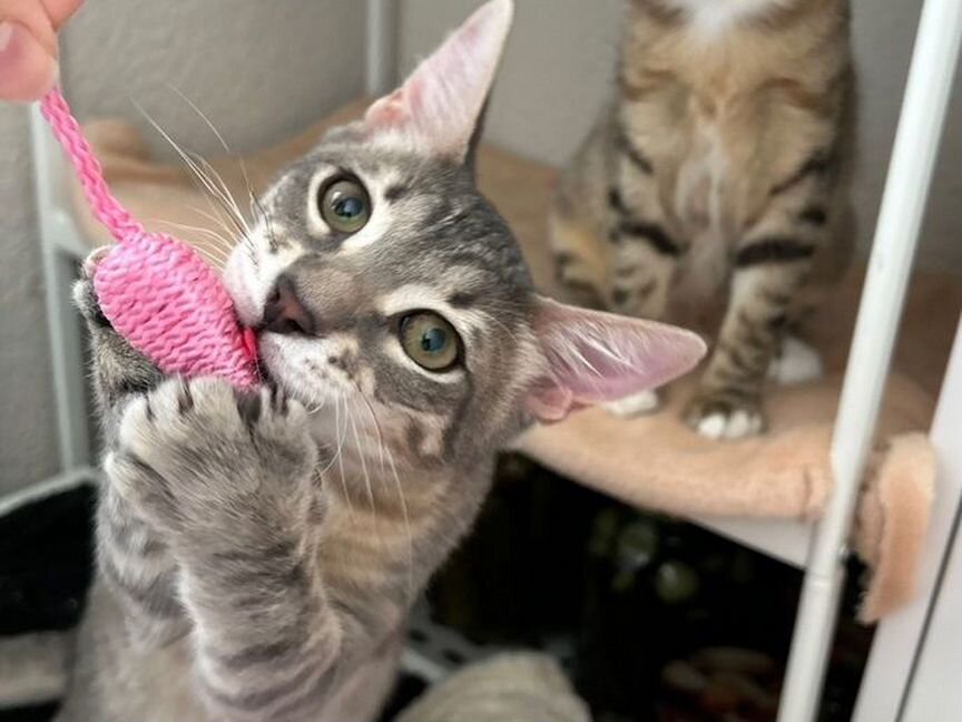 Дымчатый ручной ласковый мальчик ищет передержку