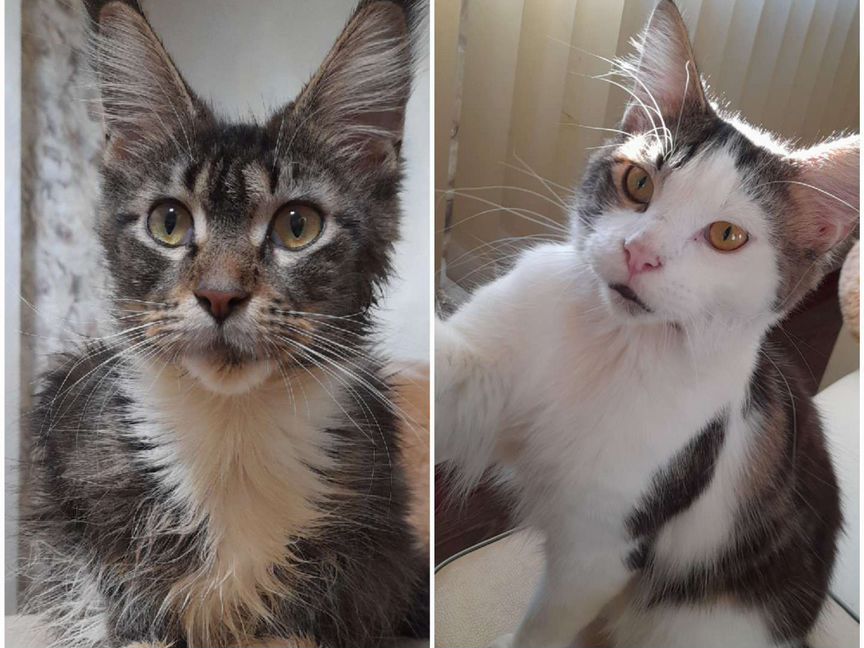 Котята мейн-кун