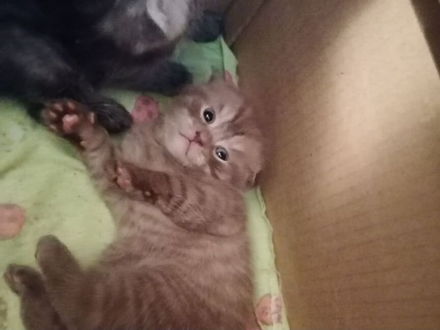Кошка