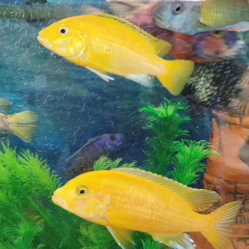 Лабидохромис Еллоу подростки, Аквариумные рыбки
