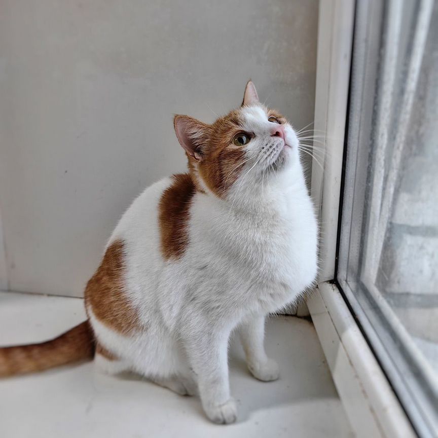 Кошка в добрые руки