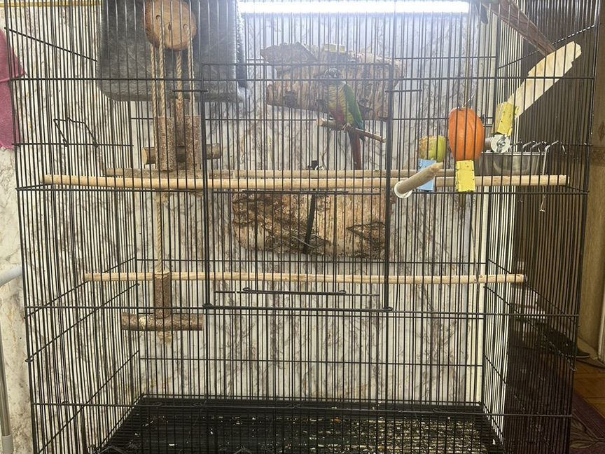 Попугаи Пирурры Малине Пара возрост меньше года