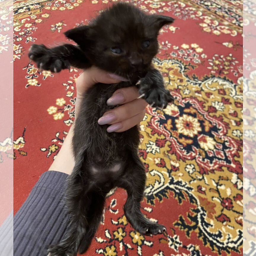 Продаю котят