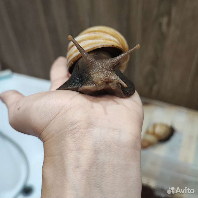 Улитки ахатины бесплатно