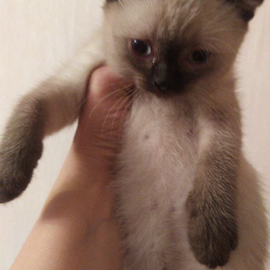 Котята