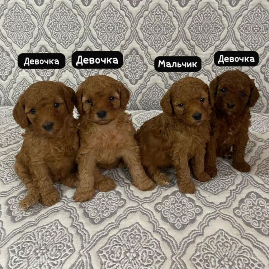 Малыши карликового пуделя