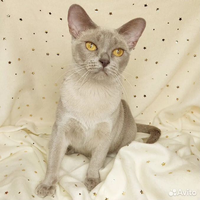 Бурманская лиловая кошка