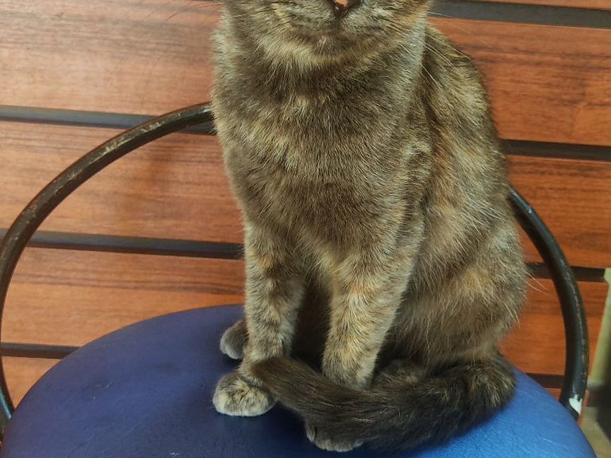 Кисе-талисману нужен Человек