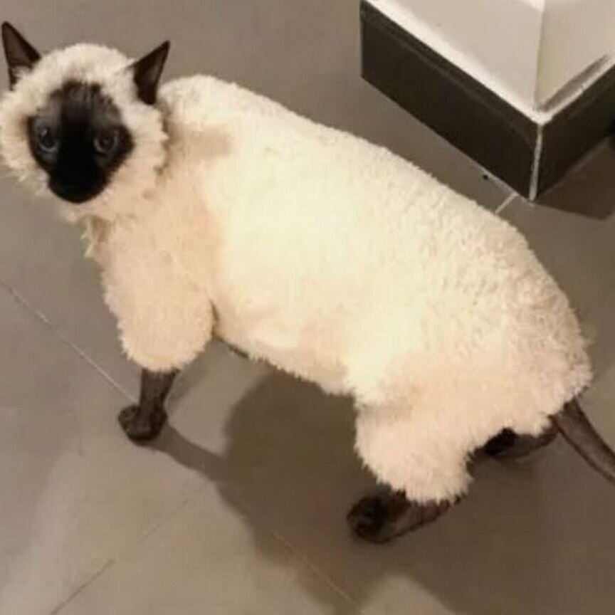 Одежда для котов