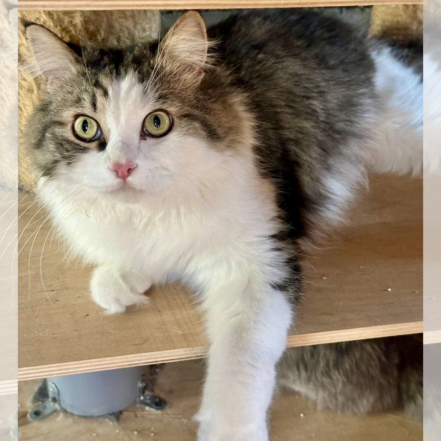 Сибирский, взрослый кот