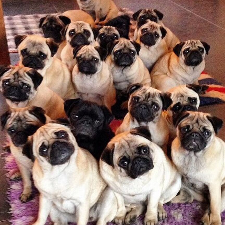 Мопс, щенок