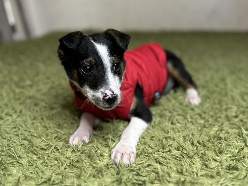 Щенок в добрые руки