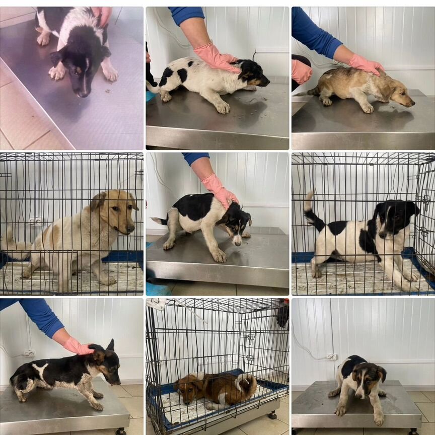 Щенок в добрые руки