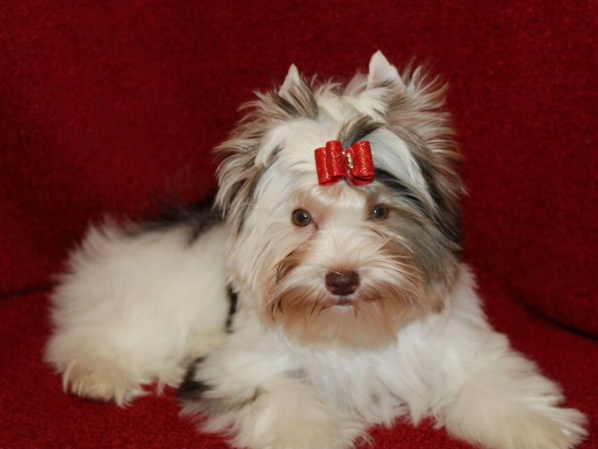 Щенки Йорка