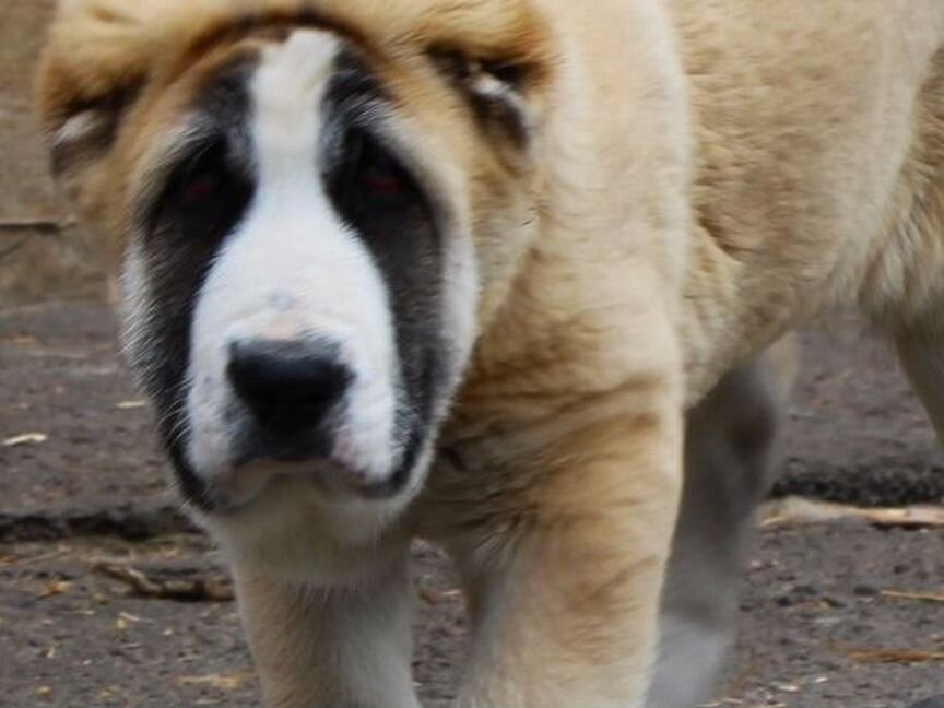 Среднеазиатская овчарка