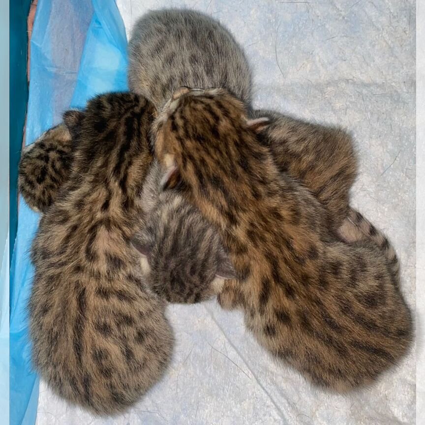 Бенгальские котята