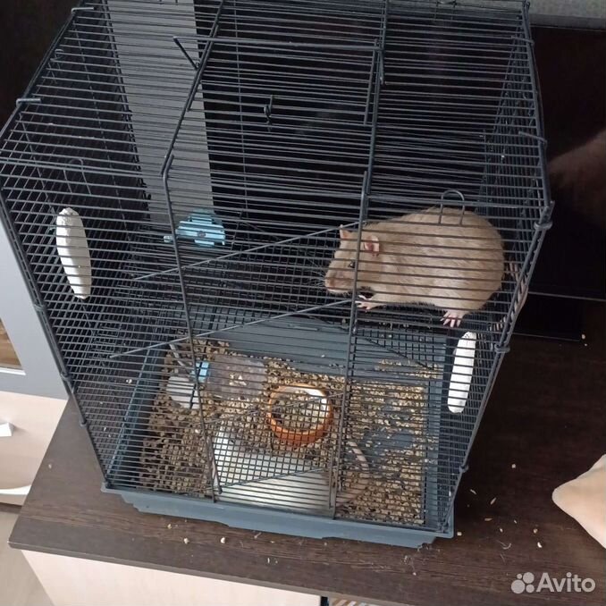 Крысы стандарты