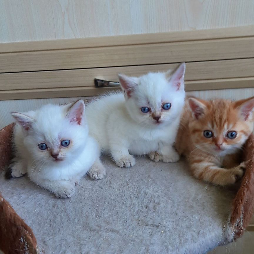 Шотландские прямоухие котята
