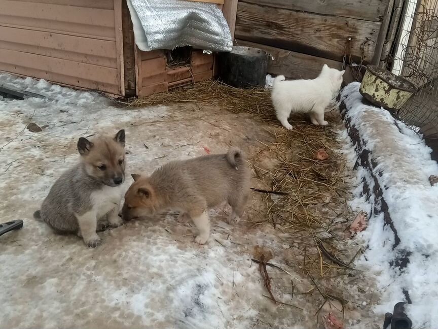 Щенки западно сибирской лайки от рабочих родителей