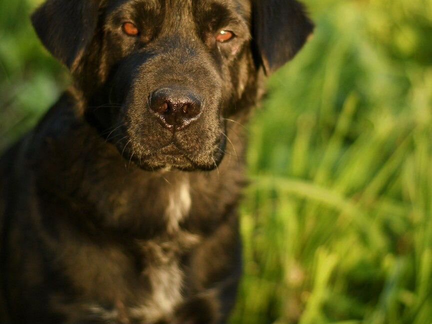 Метис шарпея Блэки
