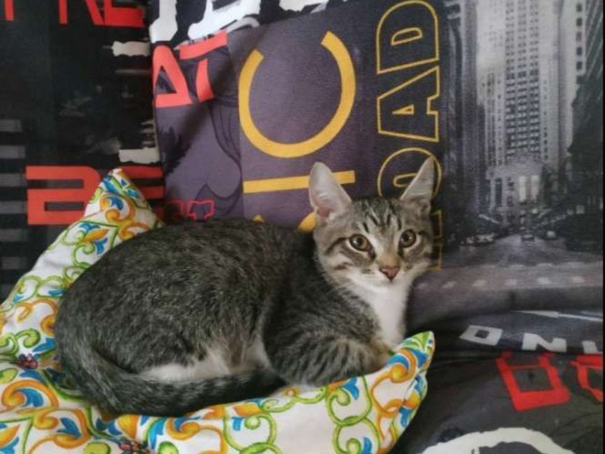 Мальчуган в поиске добрых рук