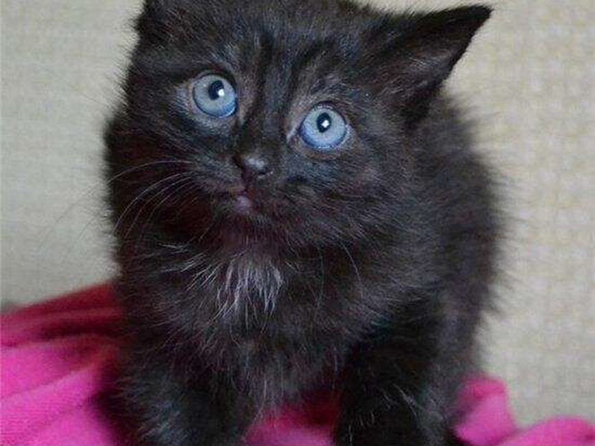 Крошки котята в добрые руки доставка