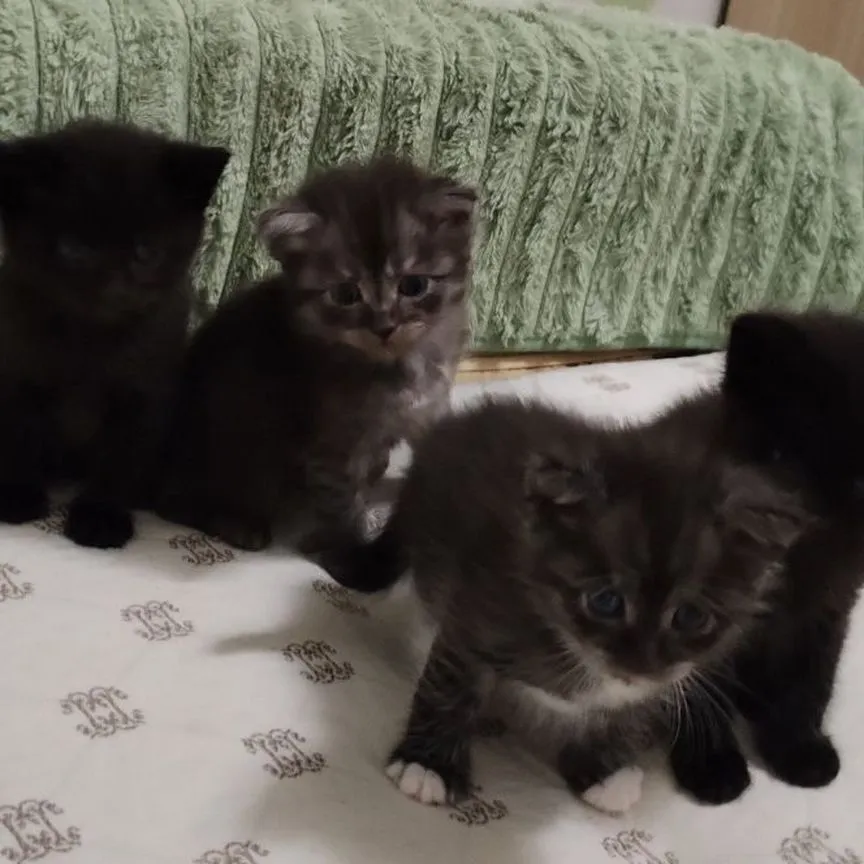 Котята