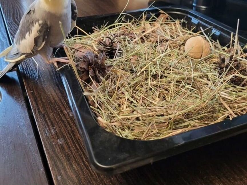 Попугай коррела