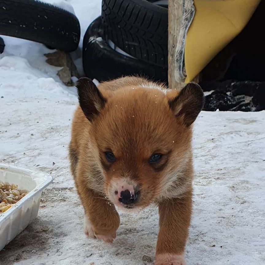 Щенок в добрые руки девочка