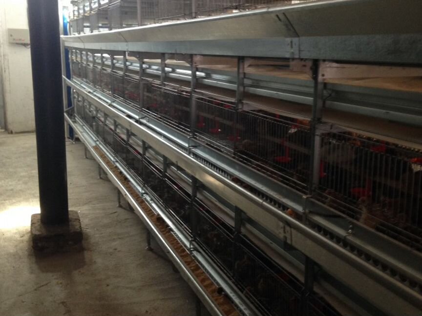 Клеточная батарея кб-1600Мдля бройлеров, несушек