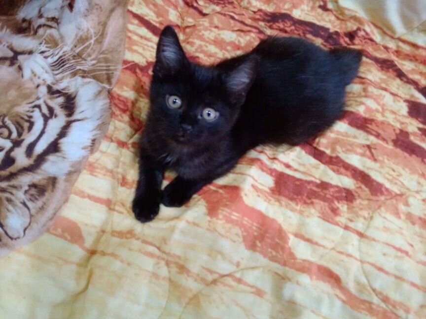 Котенок девочка от родителей мышеловов