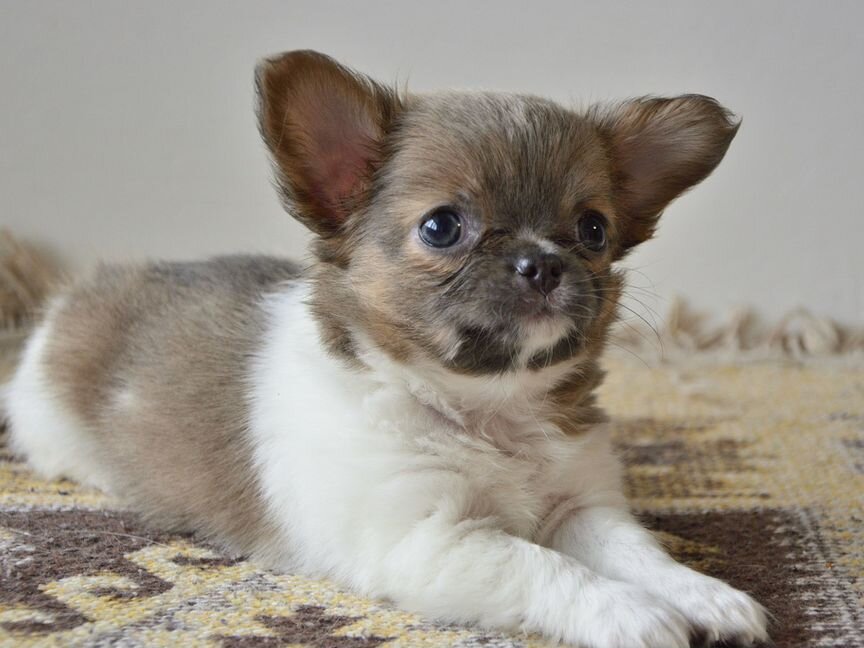 Продам щенка чихуахуа