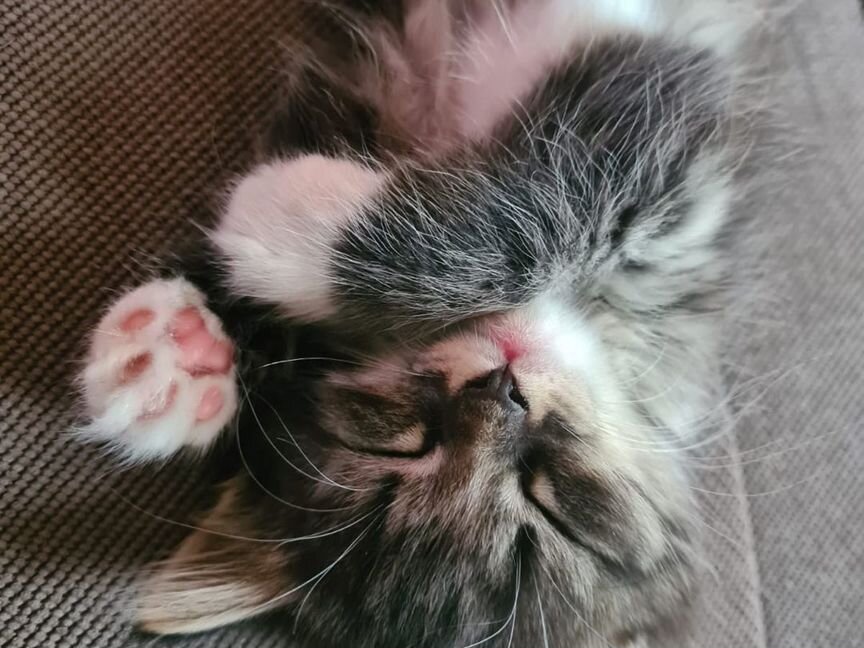 Малышка на миллион Маленькая кошечка