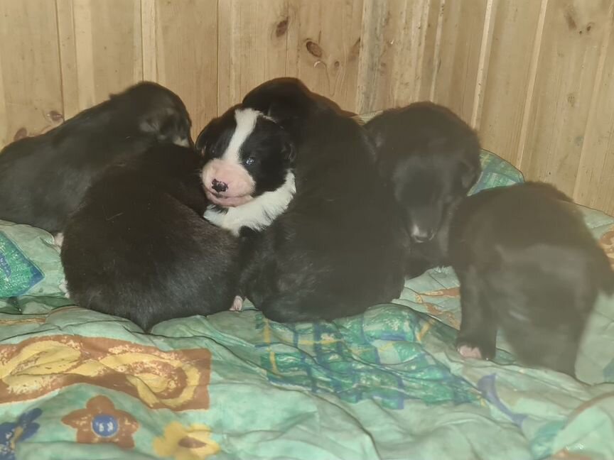 Щенки, возрастом два месяца. Смесь лайки и овчарки