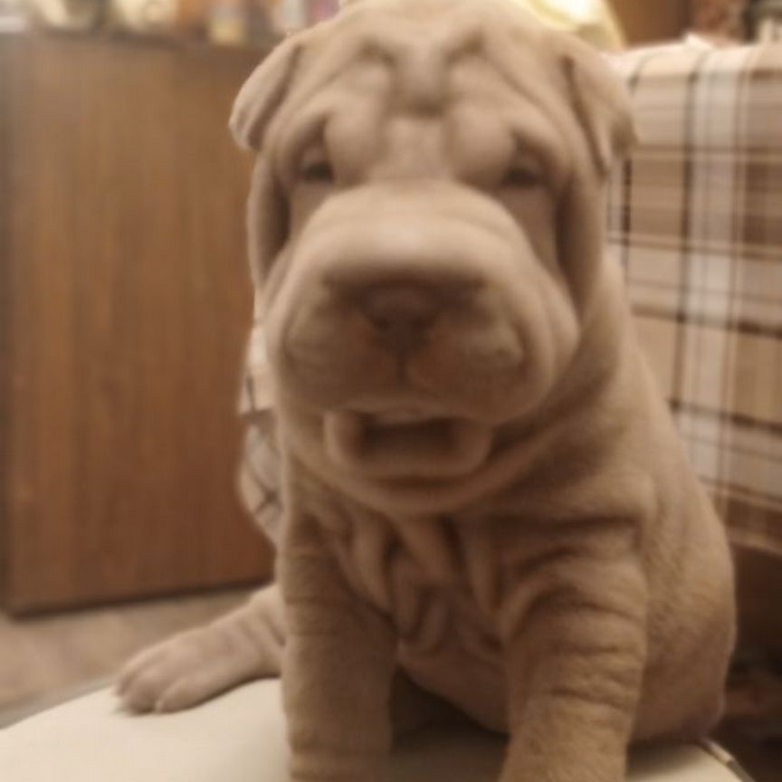 Щенок шарпея