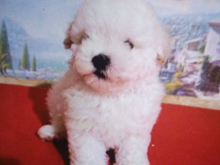 Пуделек снежок