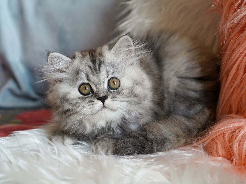 Шотландская длинношерстная девочка, котёнок