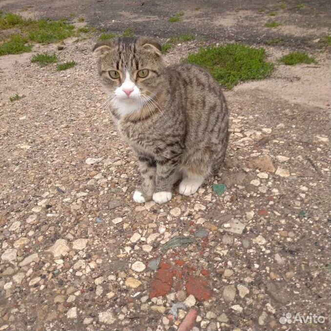 Шотландский вислоухий кот метис