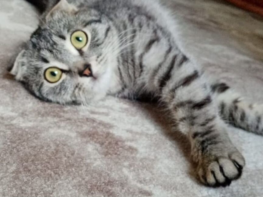 Кошки в добрые руки