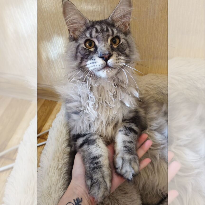 Кот мейн-кун
