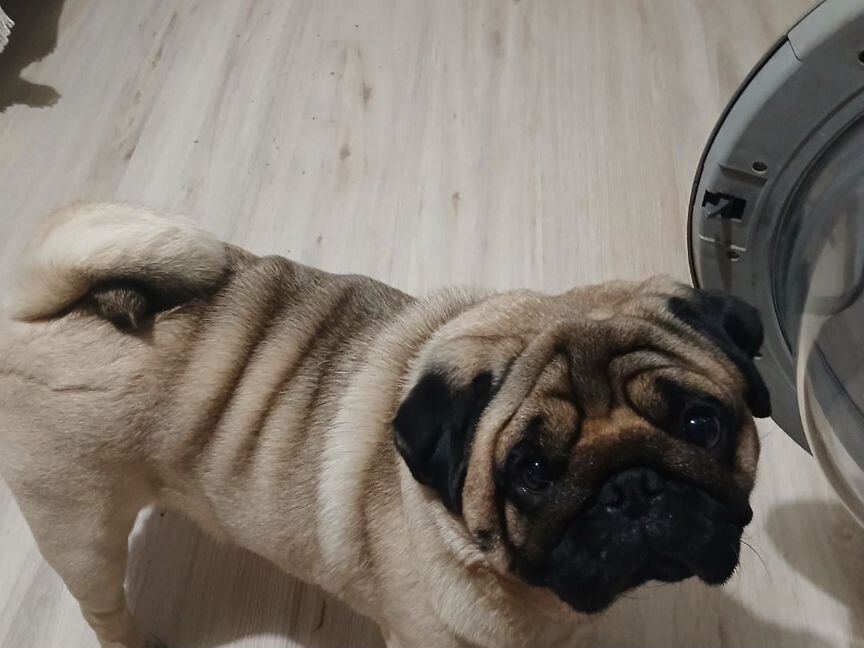 Щенки мопса мальчик