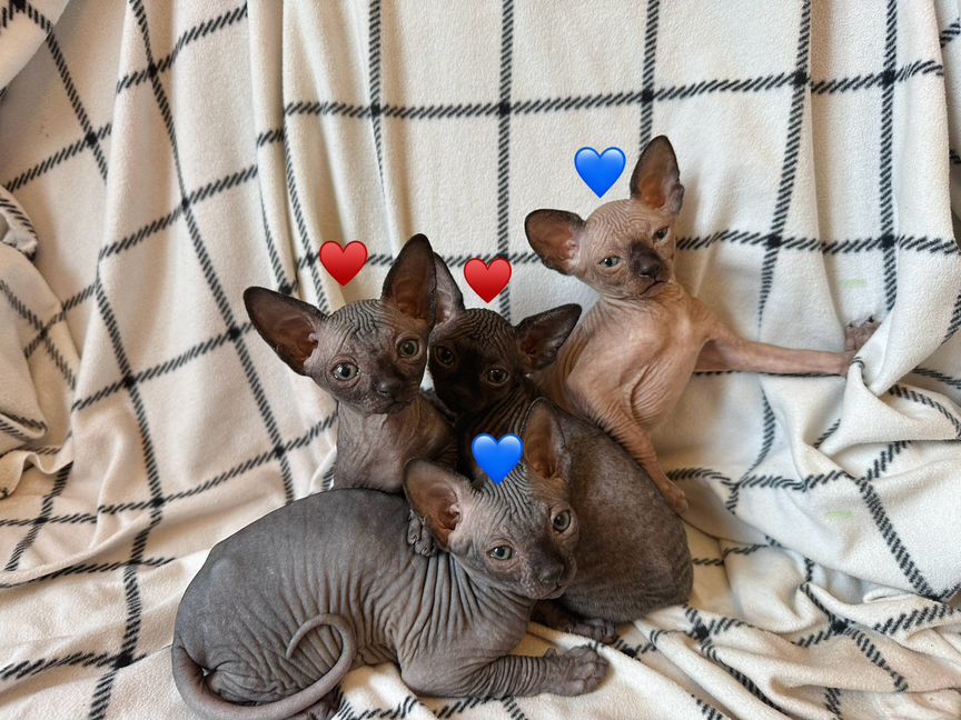 Котята канадского сфинкса