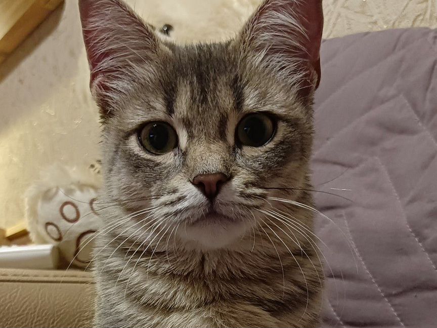 Кошка метис с британцем в добрые руки