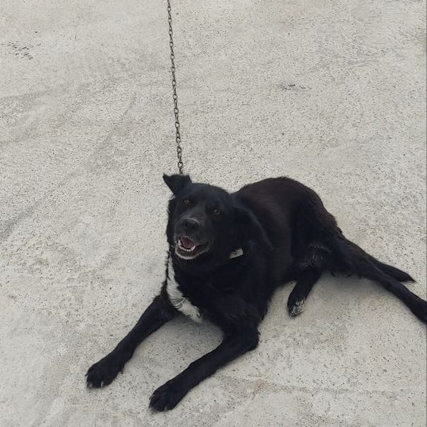 Собакен с будкой